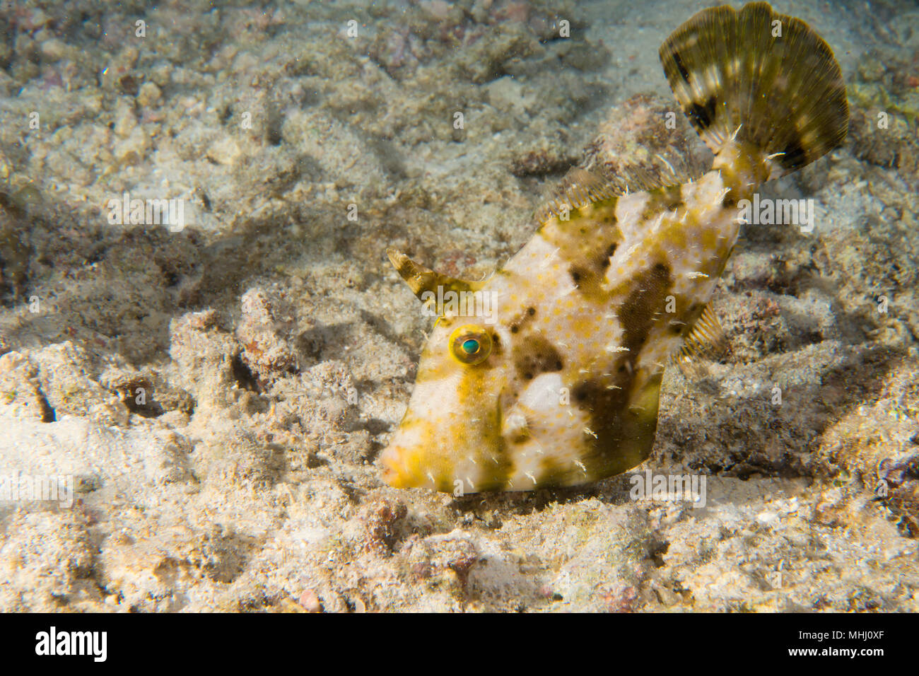 Trigger fish in blue water hi-res stock photography and images - Alamy