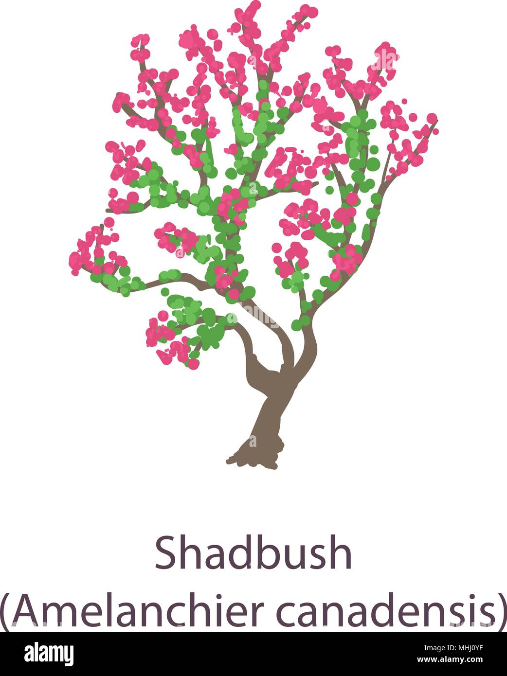 Shadbush Stock Vector Images - Alamy