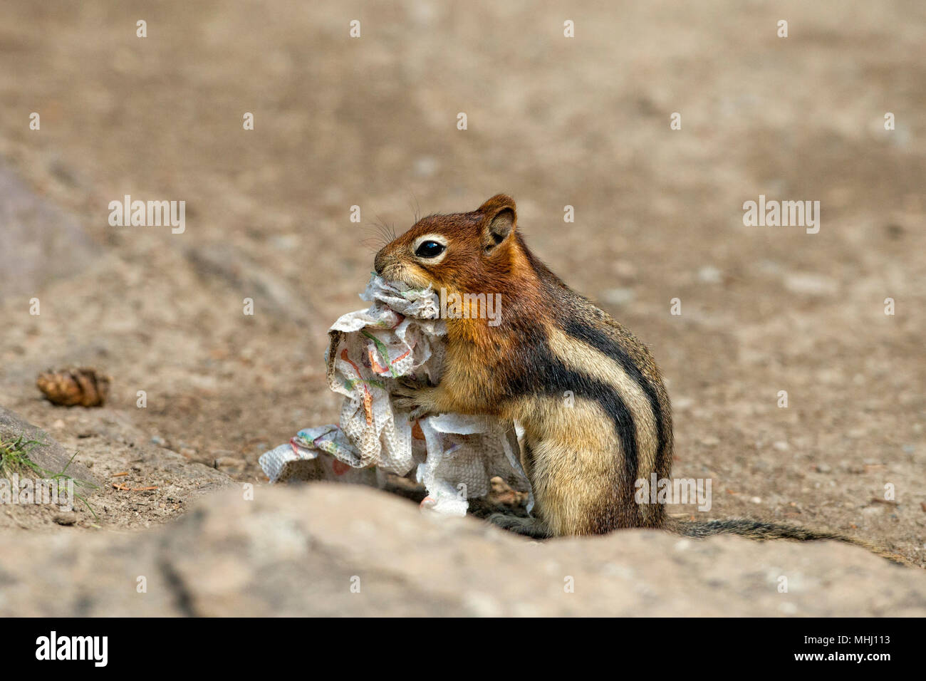 Ground chipmunk squirrel portrait while looking at you Stock Photo - Alamy