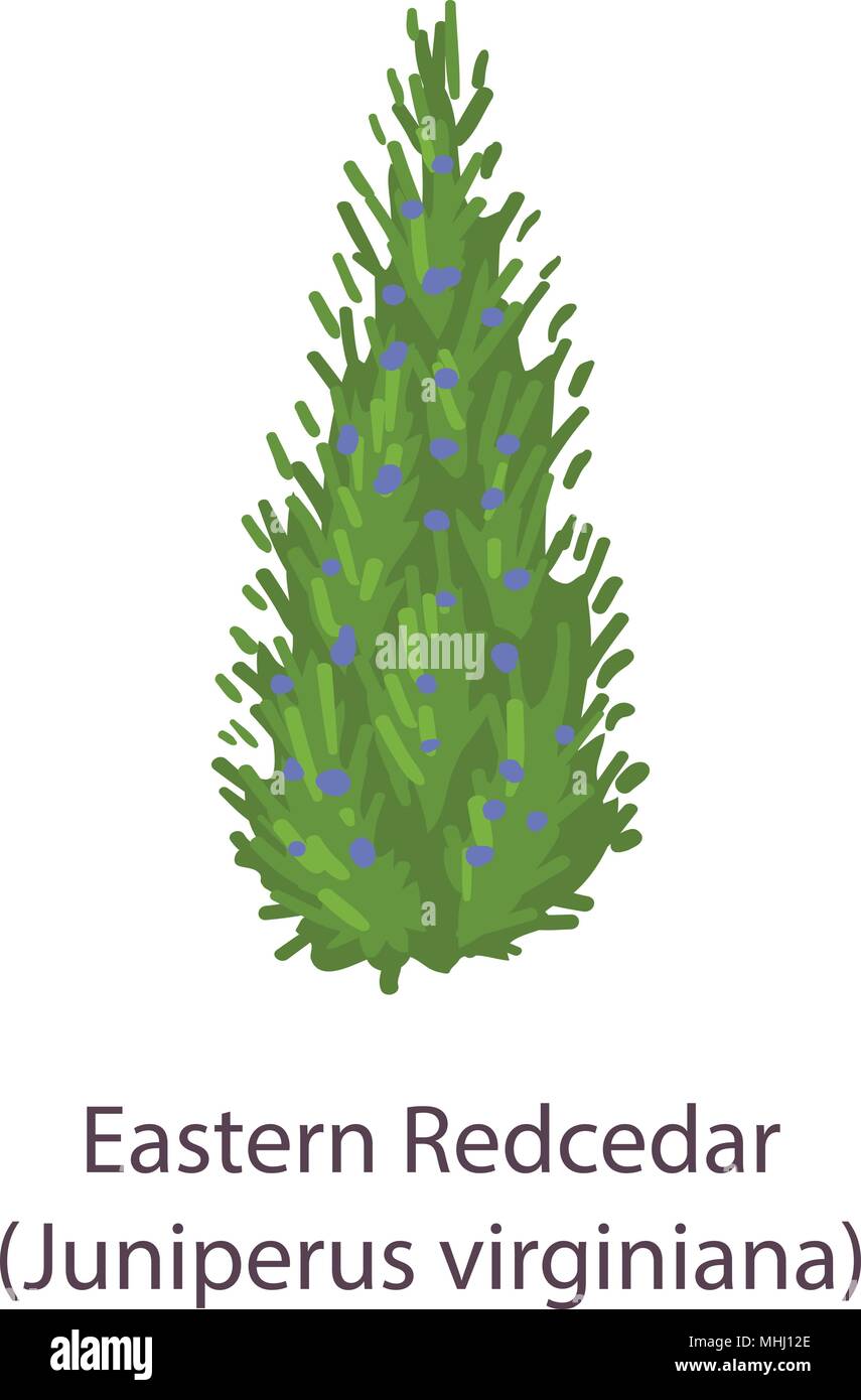 Eastern cedar Stock Vector Images - Alamy