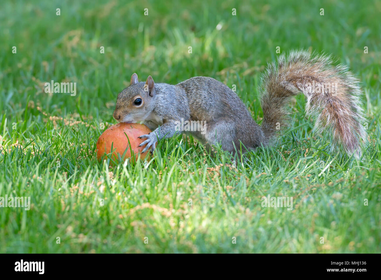 A grey squirrel while eating an apple Stock Photo - Alamy