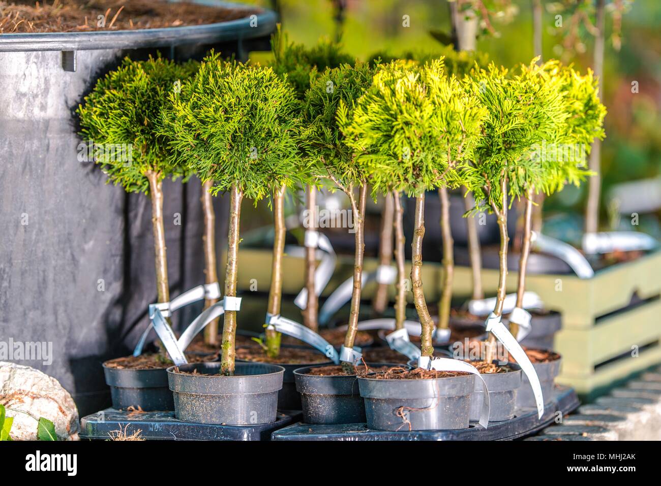 Planting Trees in the Garden. Gardening and Landscaping Theme Stock ...