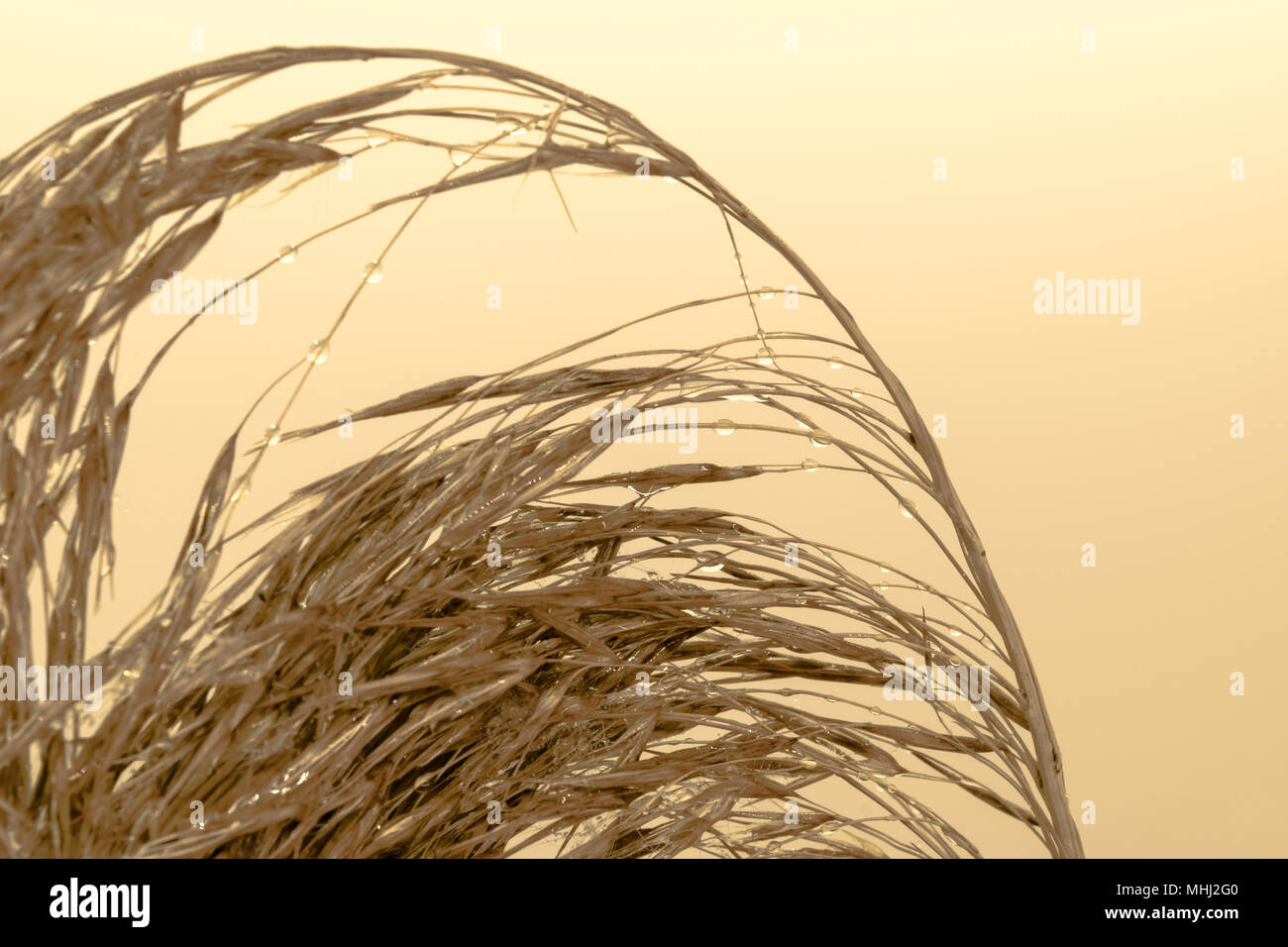 Fluffy beige reed bent top with tiny water drops on it in yellow, beige ...