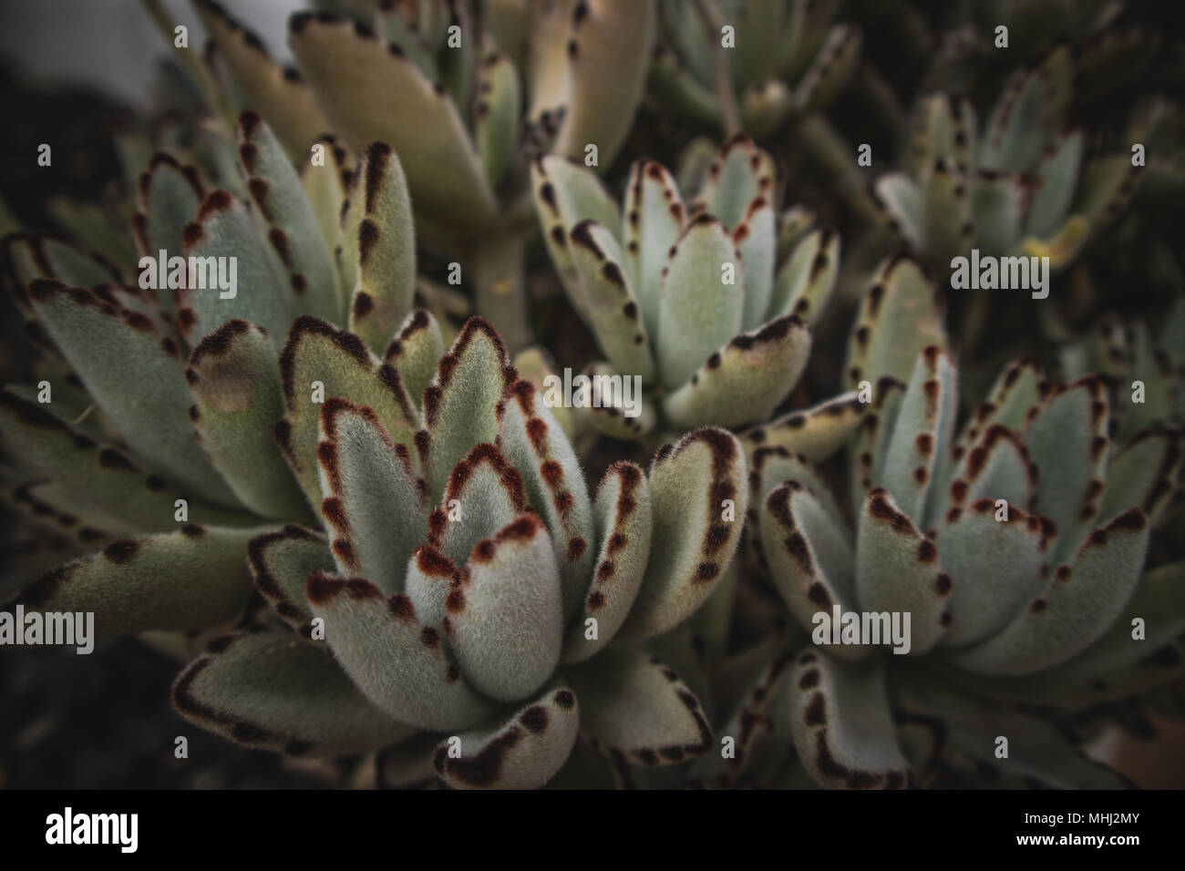 Close up of kalanchoe tomentosa or panda plant Stock Photo - Alamy
