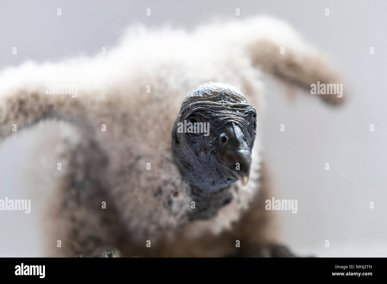Baby Andean condor hatched in captivity at the International Centre for ...