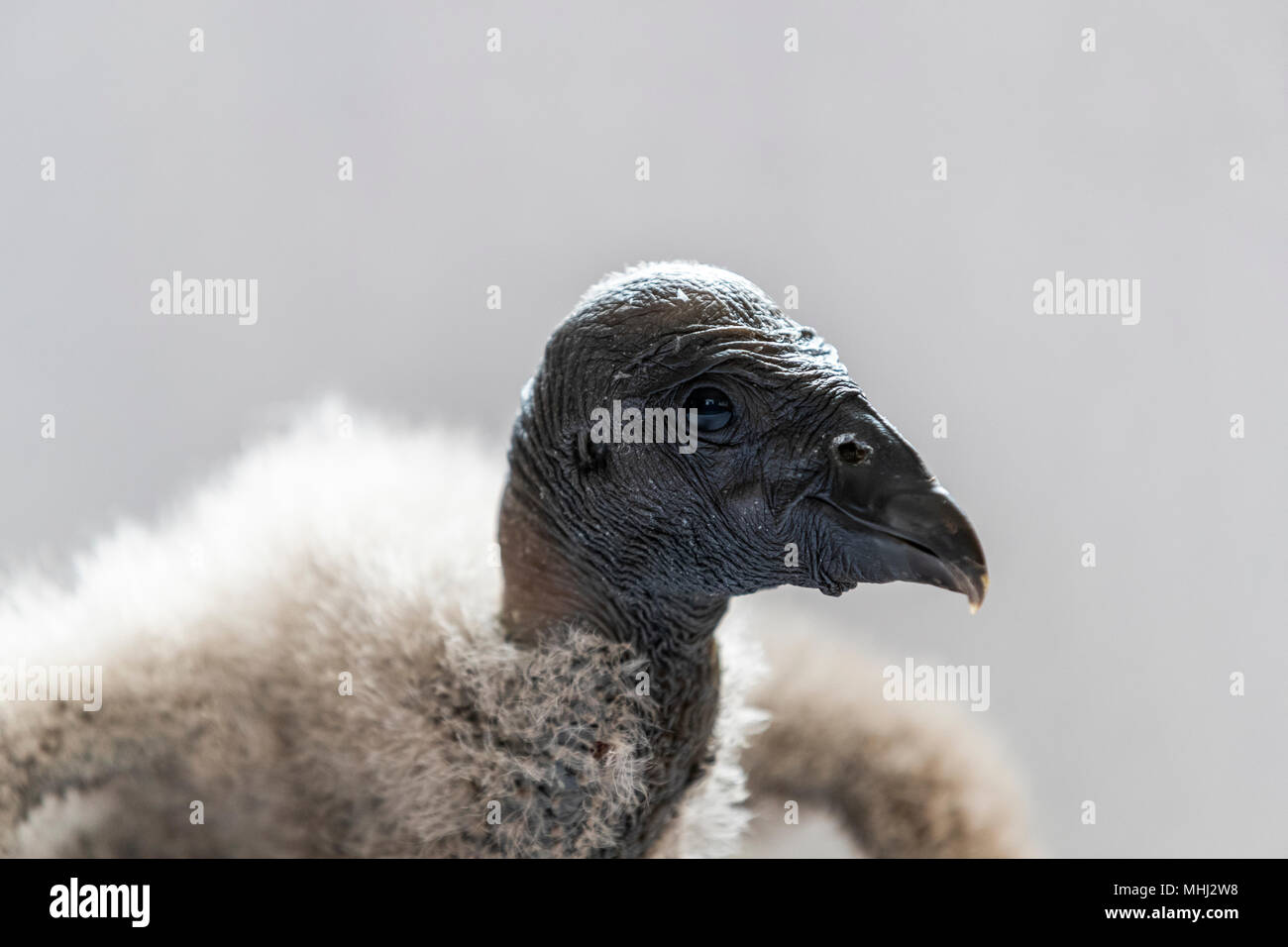 Baby Andean condor hatched in captivity at the International Centre for ...