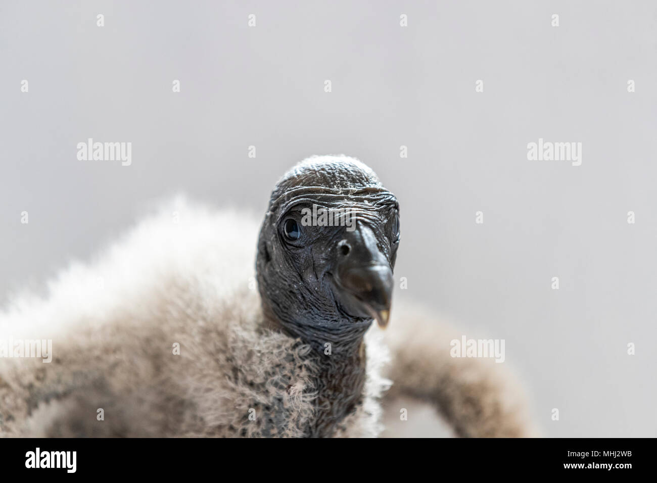 Baby Andean condor hatched in captivity at the International Centre for ...