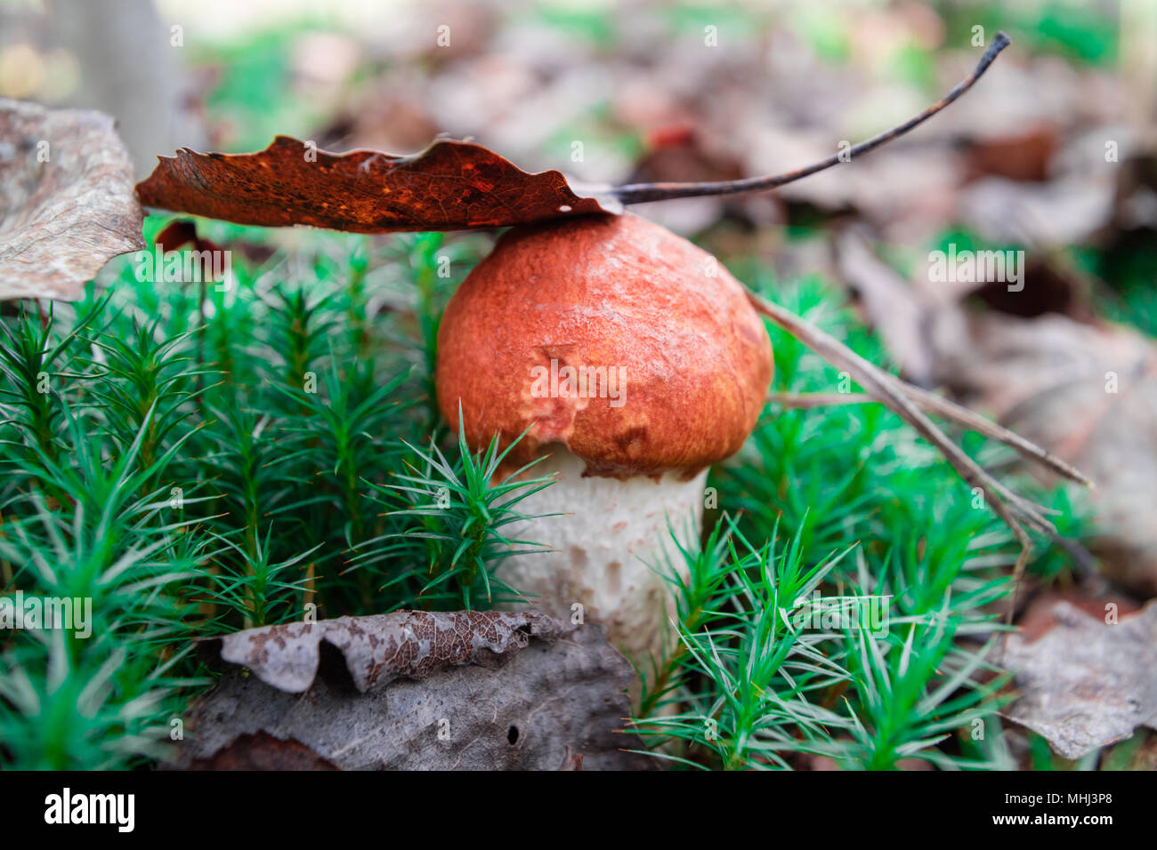 Pretty little edible mushroom under an aspen leaf in the autumn forest ...