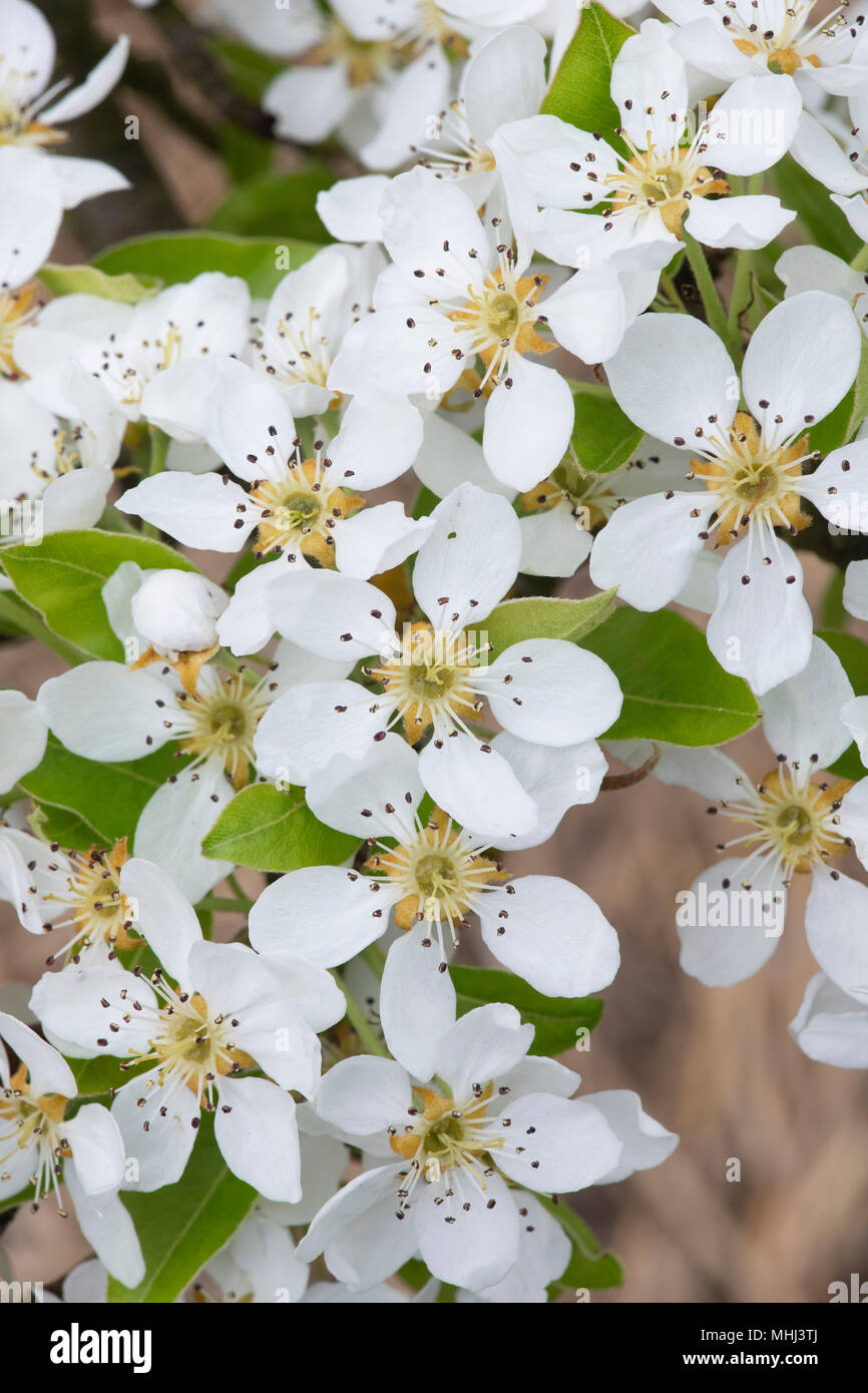Michaelmas hi-res stock photography and images - Alamy