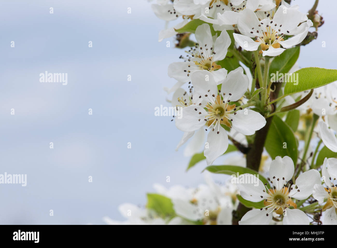 Pyrus 'Michaelmas Nelis'. Pear tree in blossom in spring. UK Stock ...