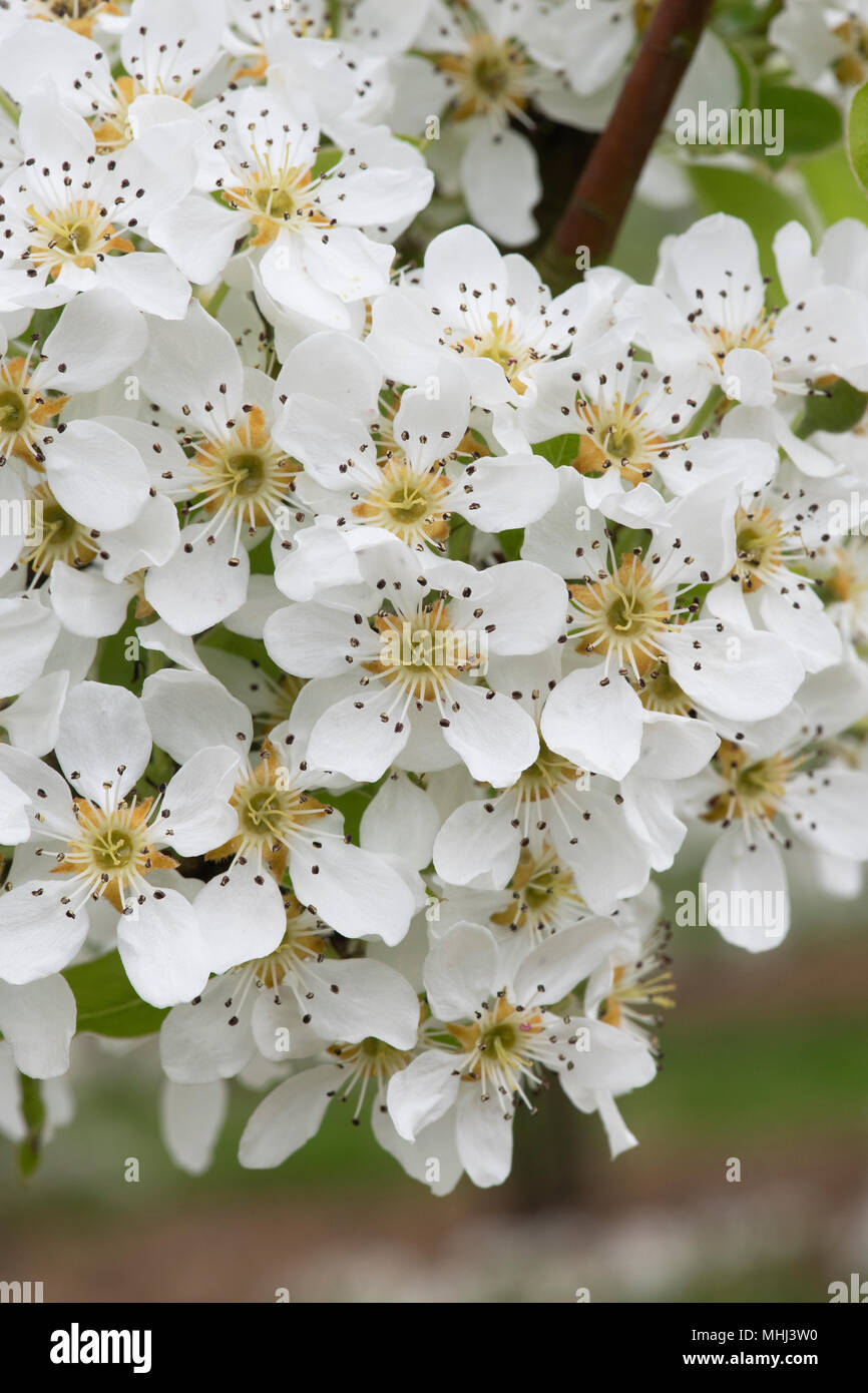 Michaelmas hi-res stock photography and images - Alamy