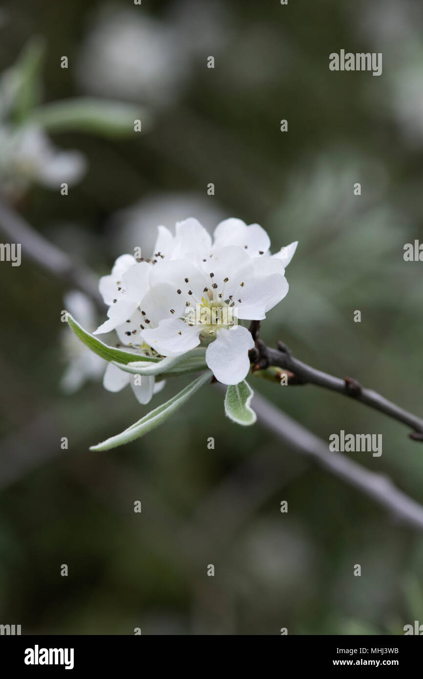 Pyrus salicifolia 'Pendula' . Pendulous willow leaved pear tree in ...