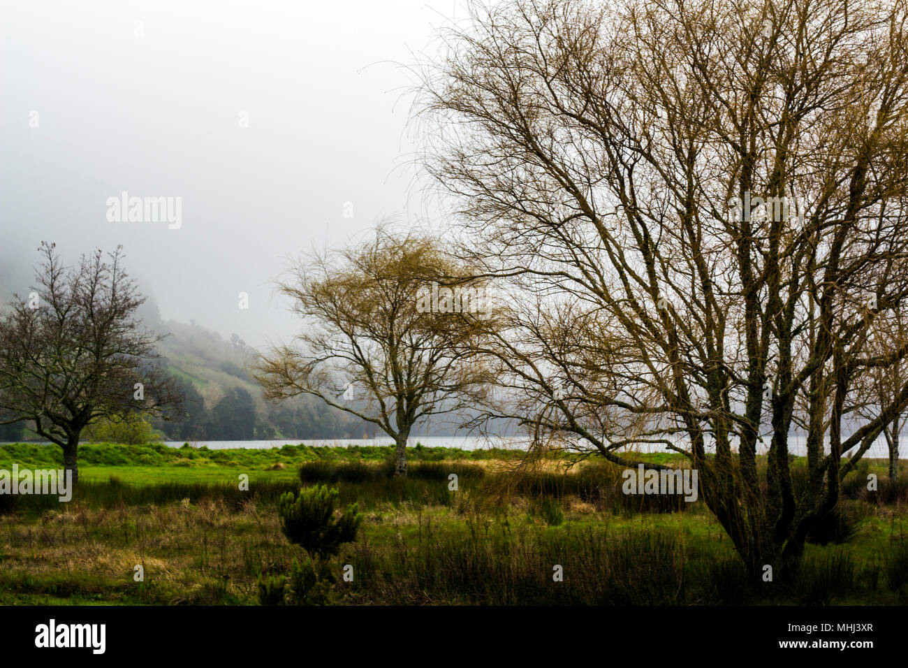 Beautiful trees on volcanic Lagoon landscape Stock Photo - Alamy