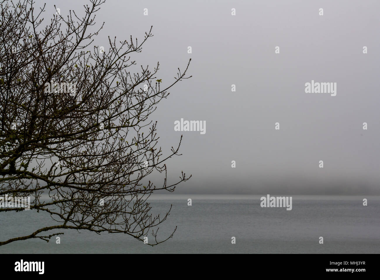 Tree branches and misty lake Stock Photo - Alamy