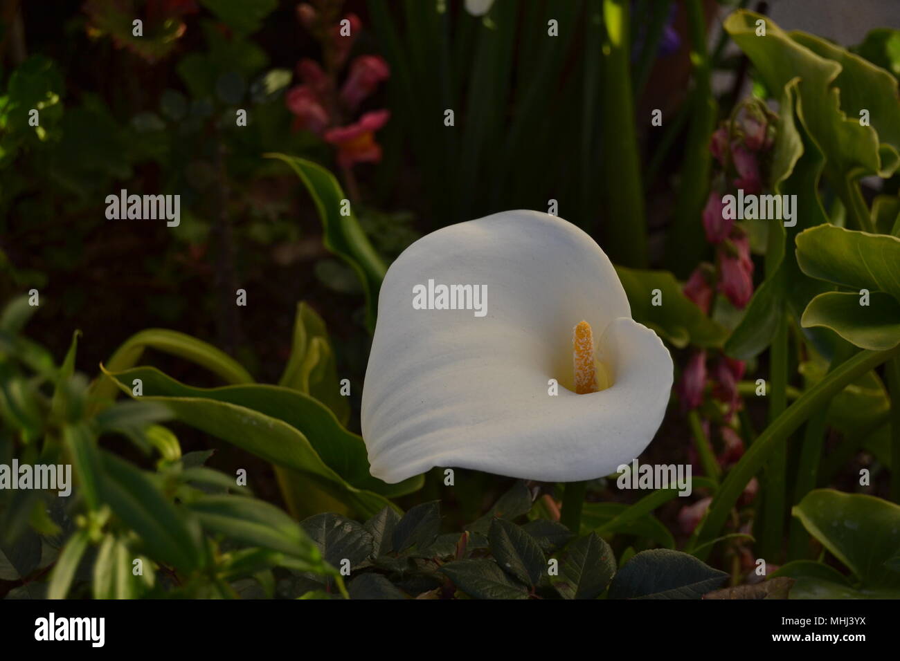 flower of the prophet's ear Stock Photo - Alamy
