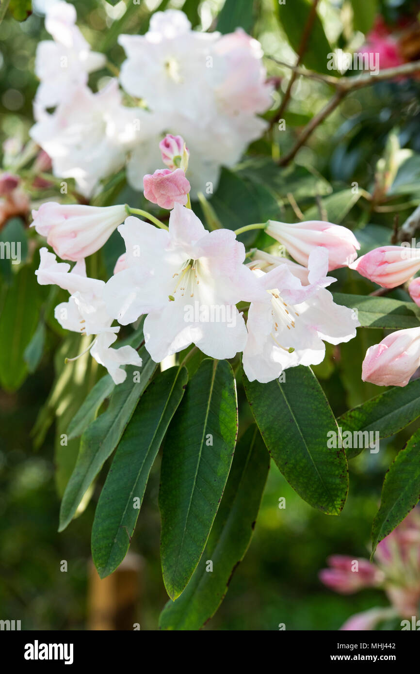 Rhododendron ‘Loderi fairyland’ flowering in spring. UK. Flowering ...