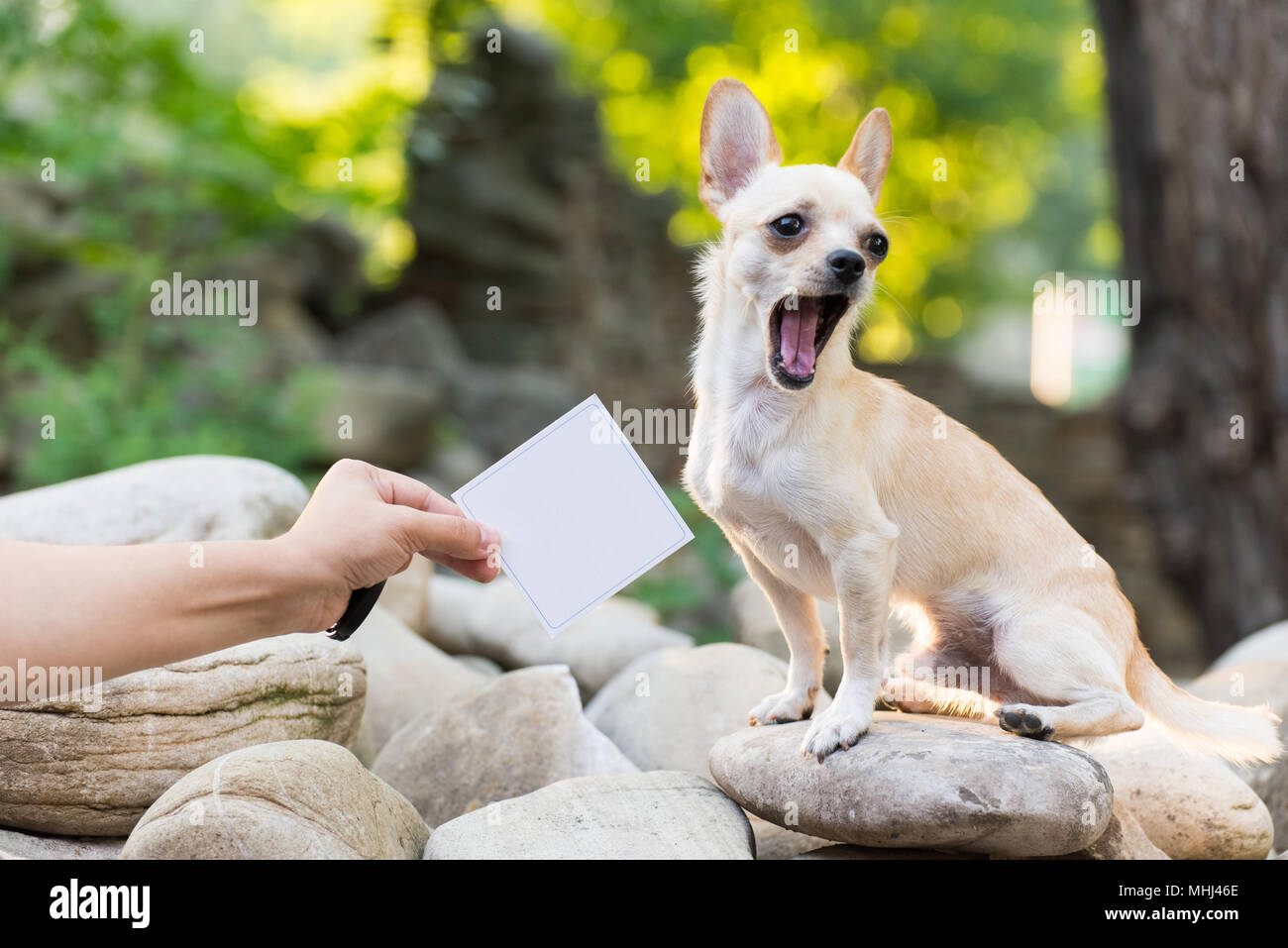 Singing puppy dog hi-res stock photography and images - Alamy