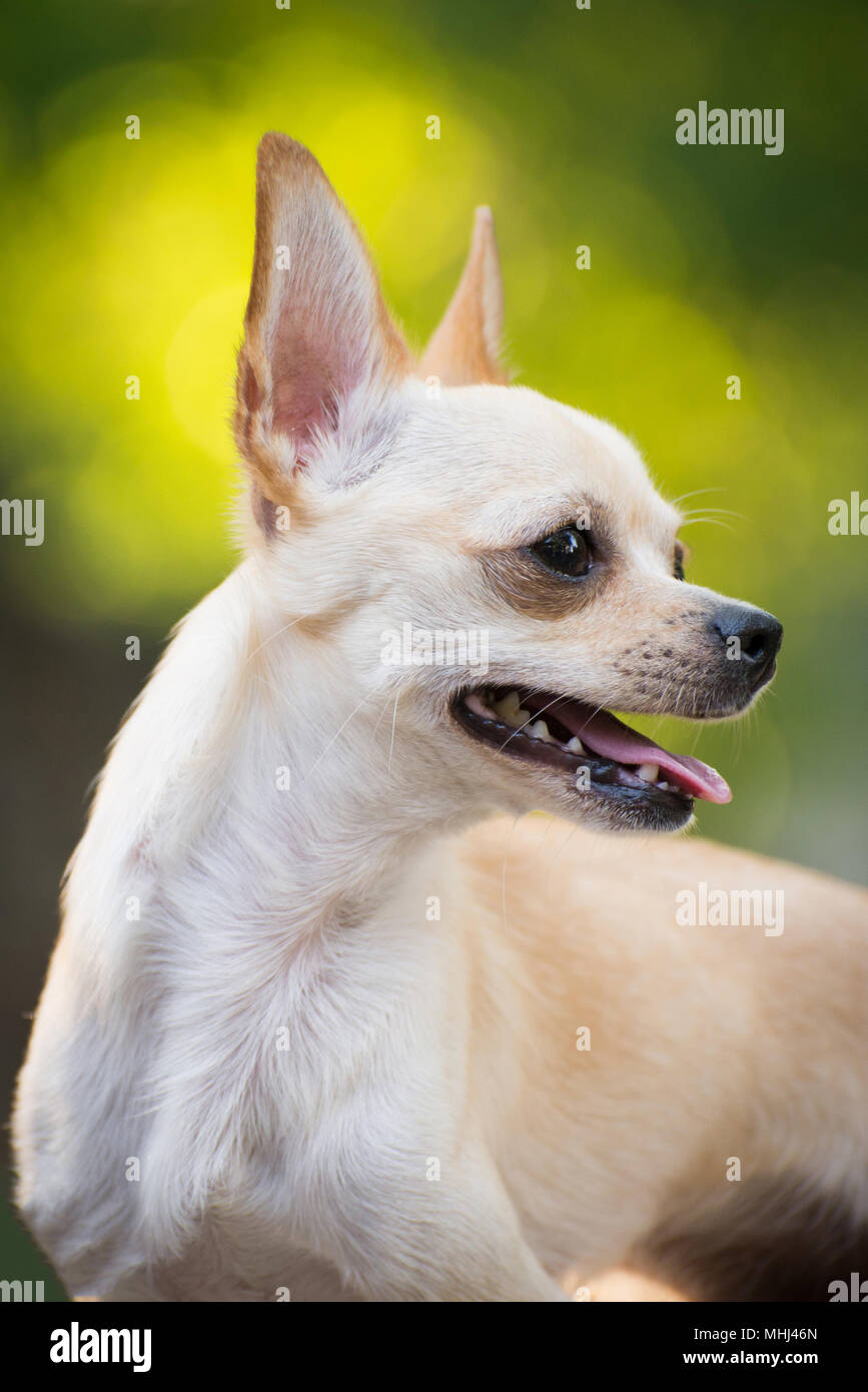 Proud dog hi-res stock photography and images - Alamy