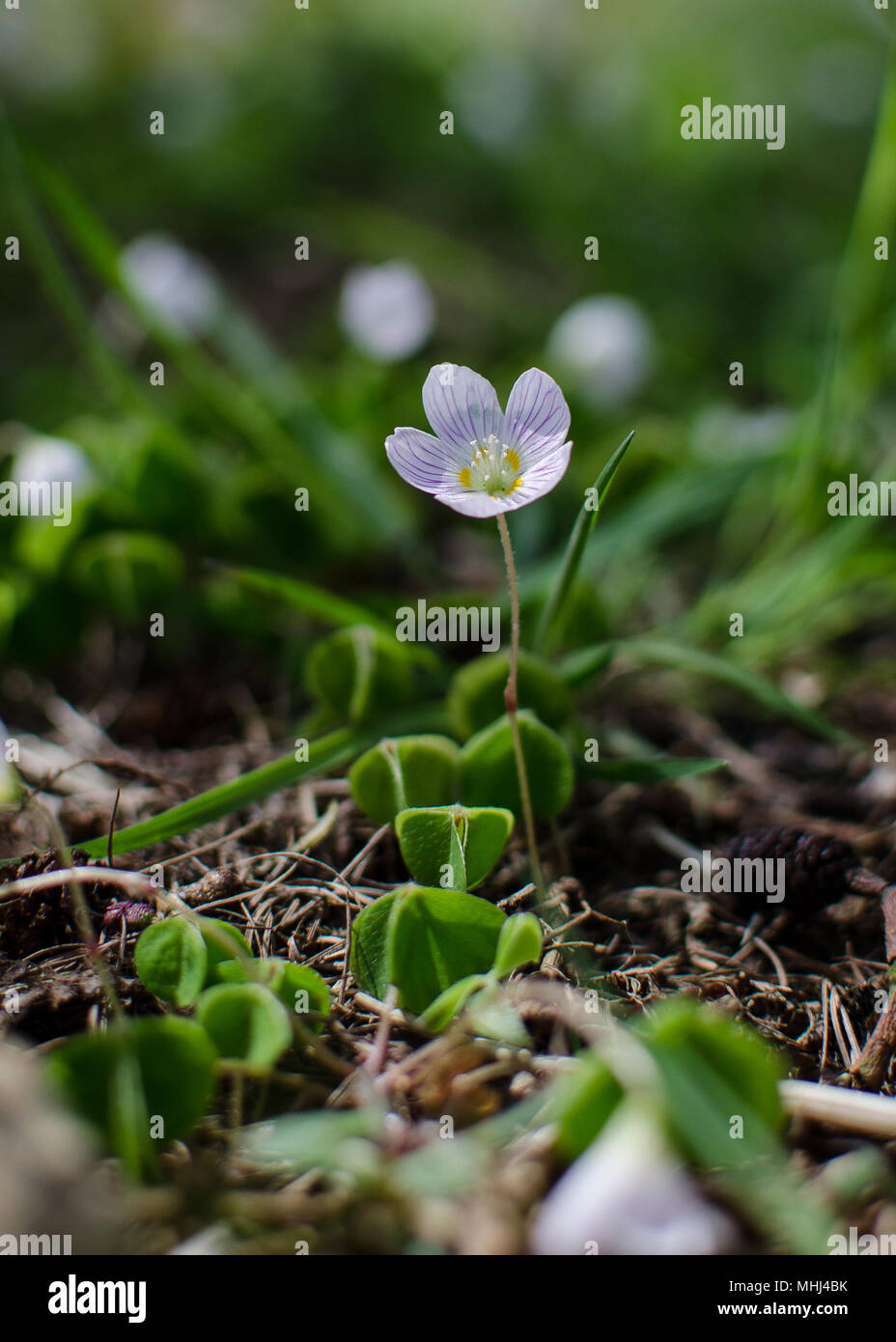 Common wood sorrell hi-res stock photography and images - Alamy