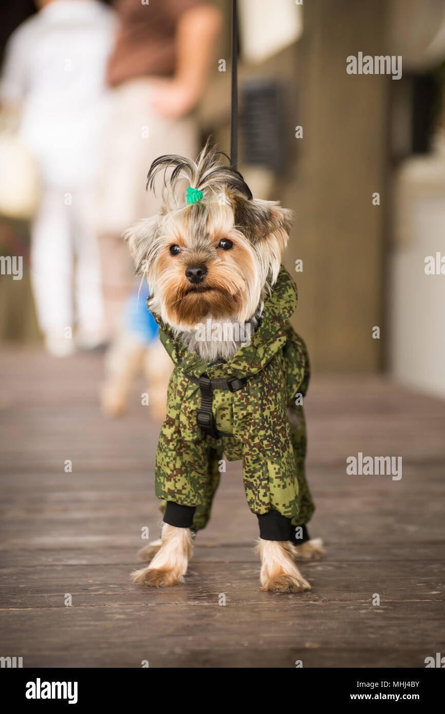 Dressed military jacket hi-res stock photography and images - Alamy