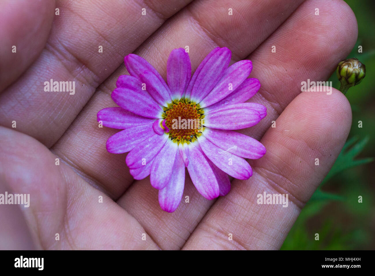 hand holding a flower between fingers Stock Photo - Alamy
