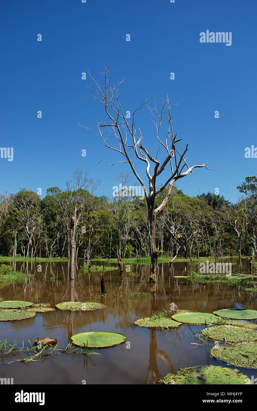 Manaus brazil amazon scenery hi-res stock photography and images - Alamy