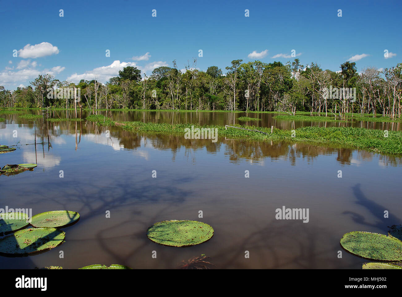 Manaus Brazil Amazon Scenery Stock Photos & Manaus Brazil Amazon ...