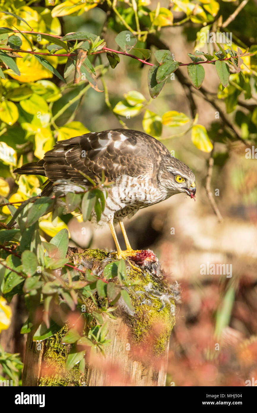 Plucking stump hi-res stock photography and images - Alamy