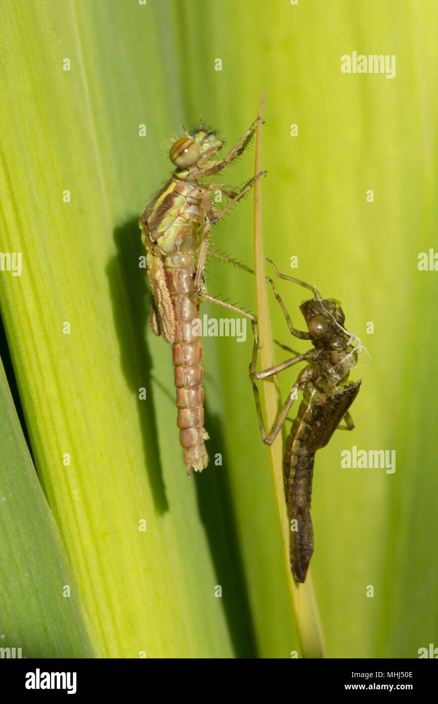 metamorphosis of Large red damselfly, Pyrrhosoma nymphula, larva ...