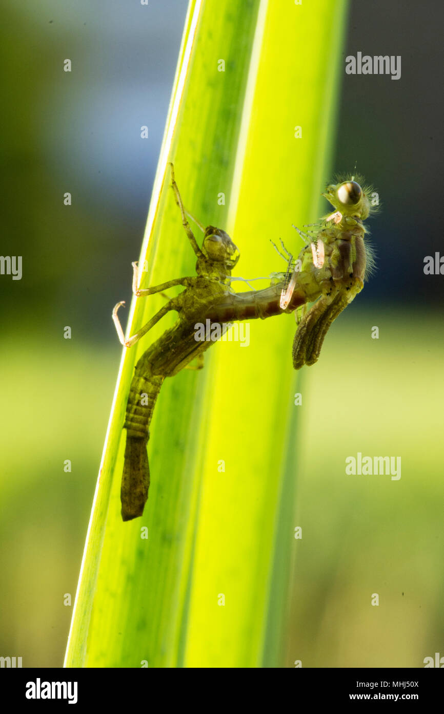 Large red damselfly, Pyrrhosoma nymphula, larva, larval case, immature ...