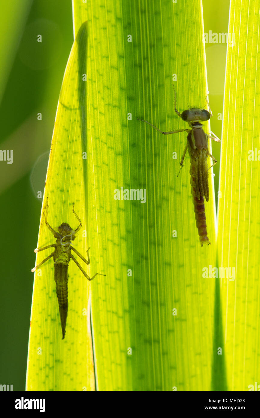 metamorphosis of Large red damselfly, Pyrrhosoma nymphula, larva ...