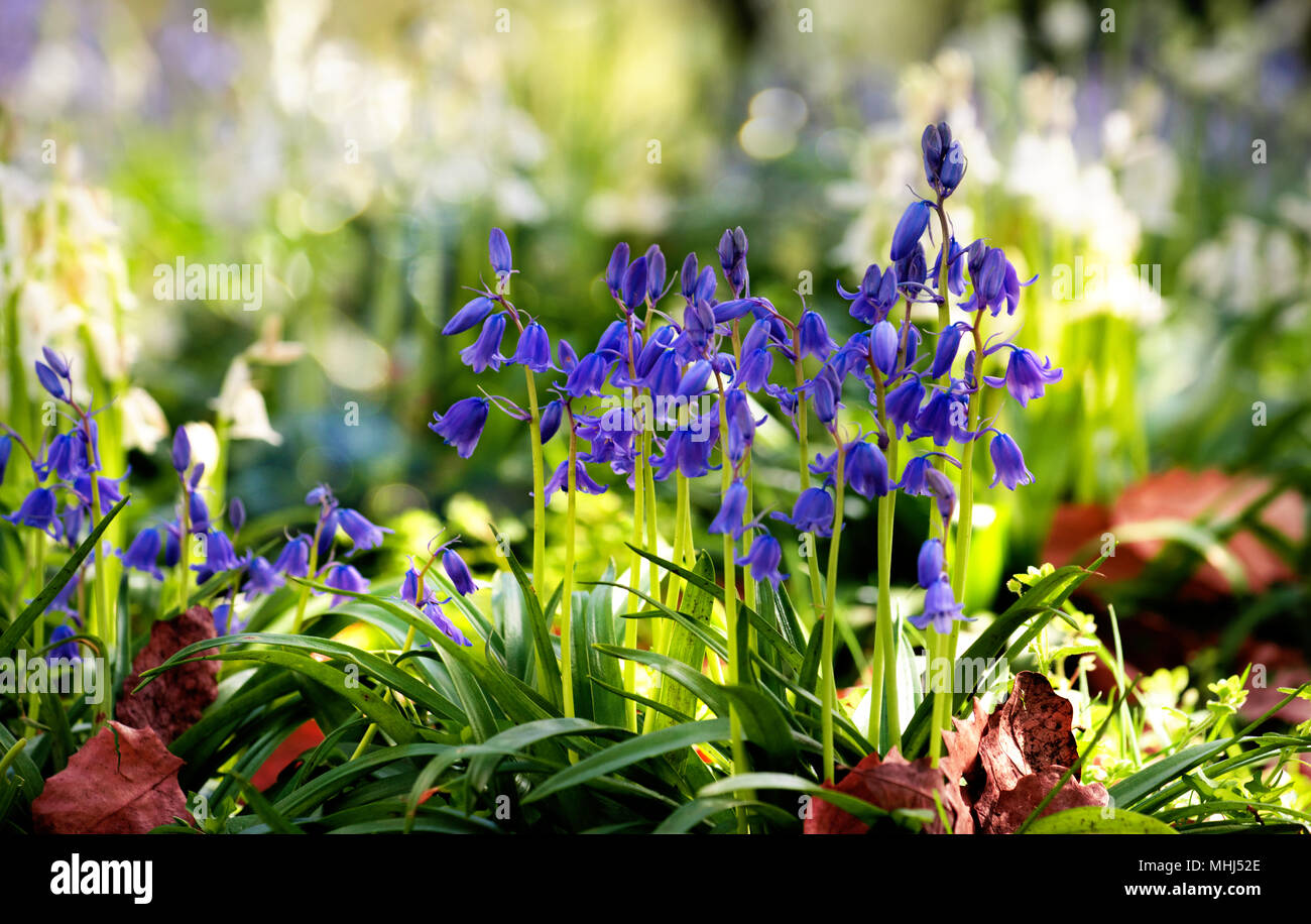 Blue floral clusters hi-res stock photography and images - Alamy