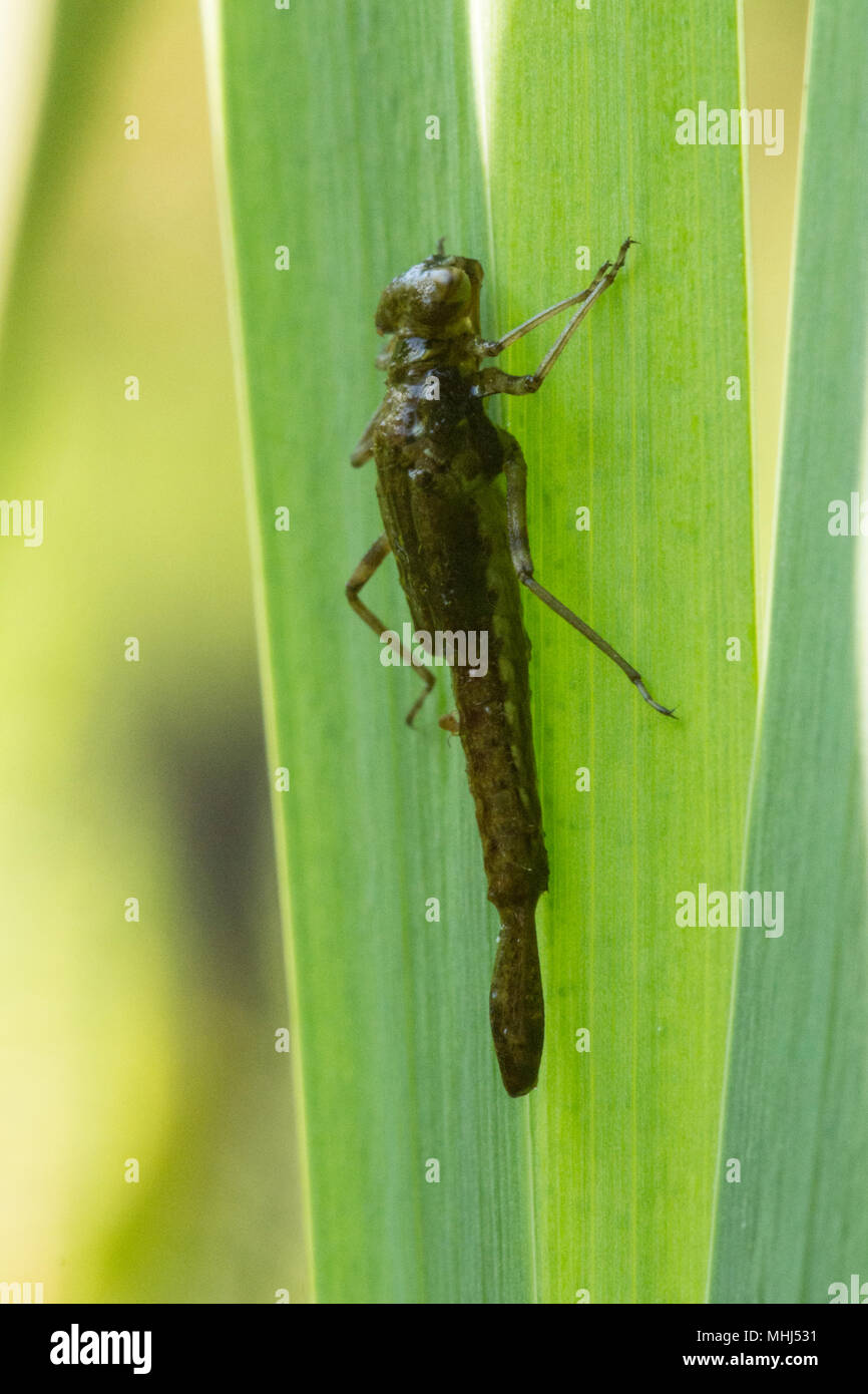 Larva larva hi-res stock photography and images - Alamy