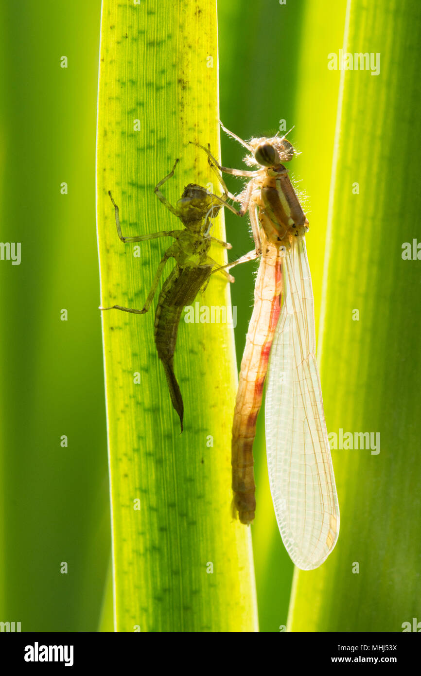 metamorphosis of Large red damselfly, Pyrrhosoma nymphula, larva ...
