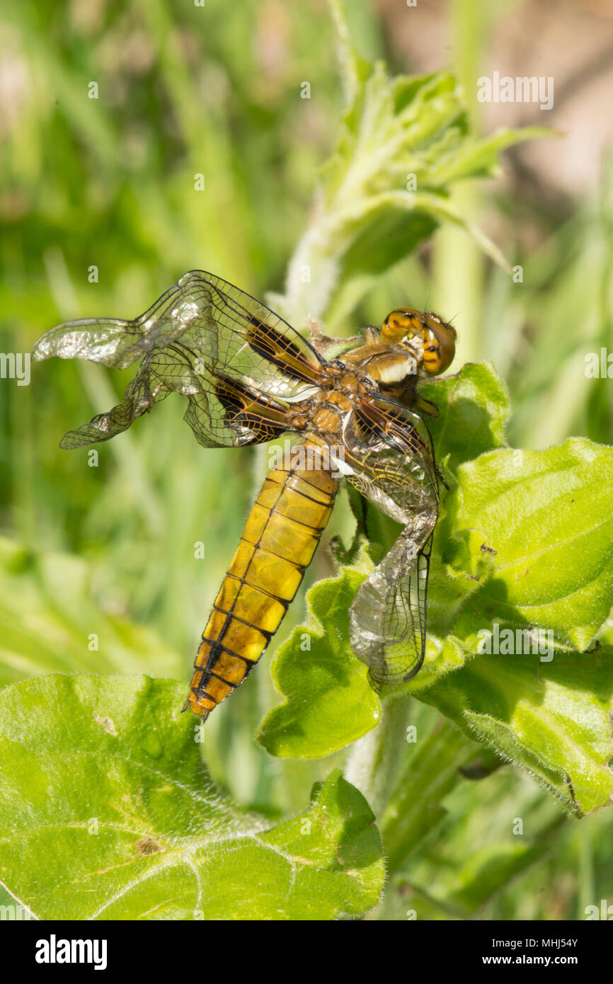 metamorphosis of dragonfly, Broad-bodied chaser, Libellula depressa ...