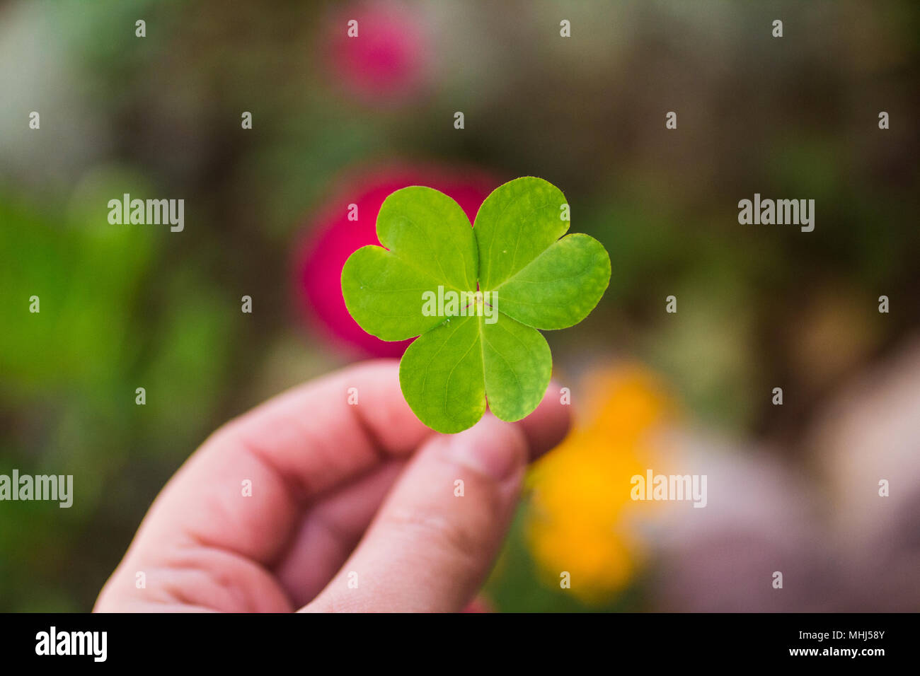 Hand holding four leaf clover hi-res stock photography and images - Alamy