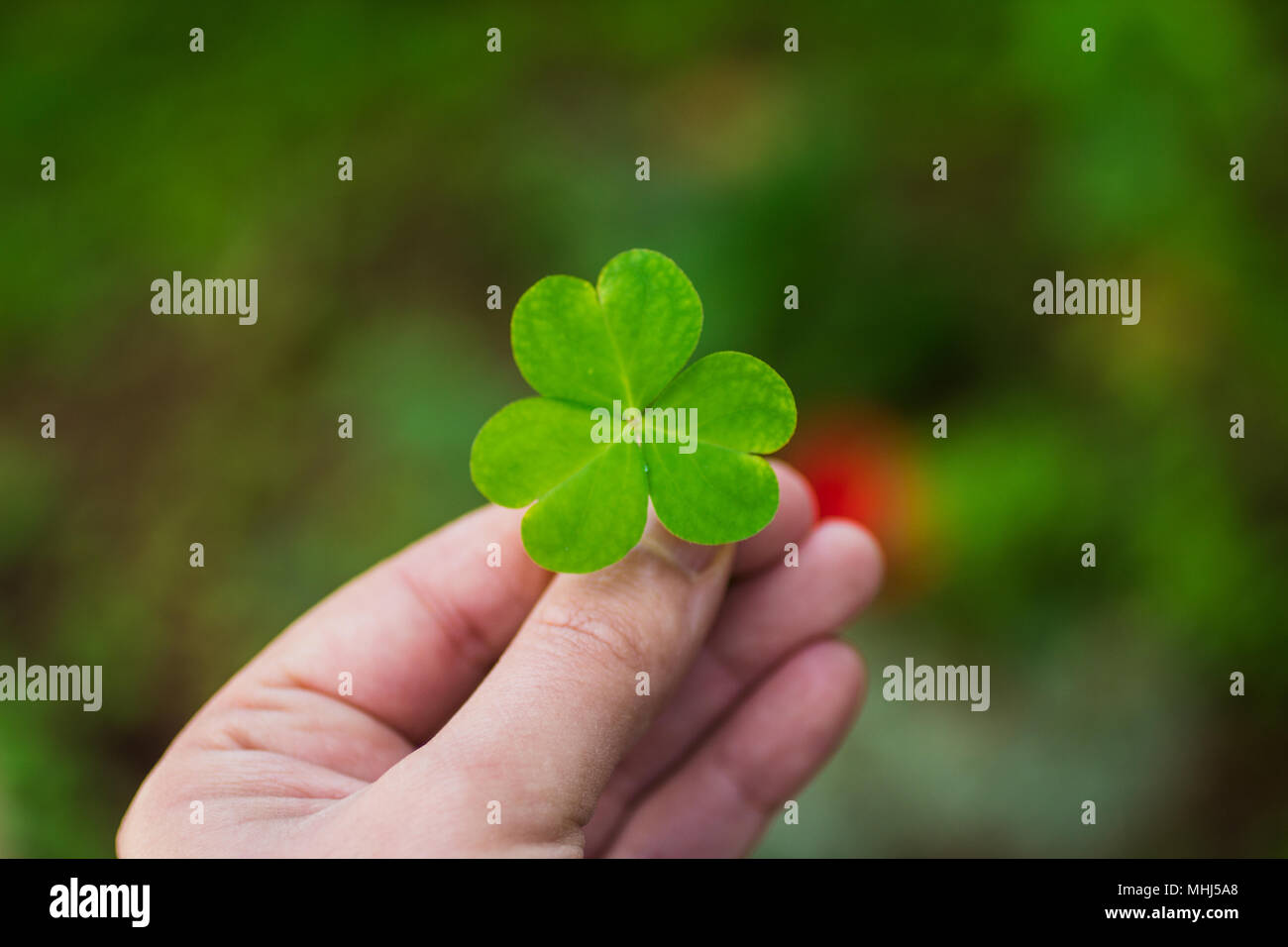 Hand holding a four leaf clover hi-res stock photography and images - Alamy