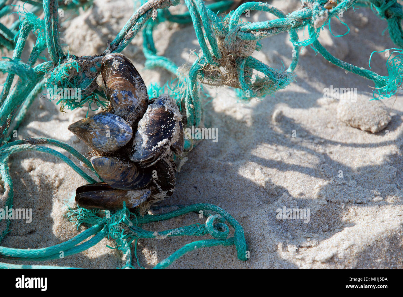 Trash and litter at the North Sea beach covered with mussels at isle ...