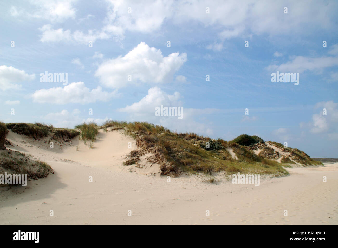 Dunes, grown with Beach Grass, on a North Sea beach at Texel. Island in ...