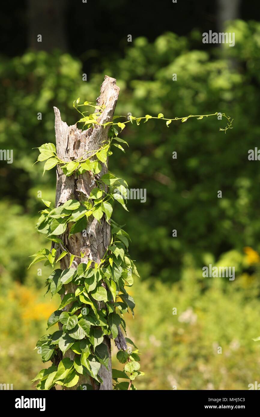 Vine wrapped around tree hi-res stock photography and images - Alamy
