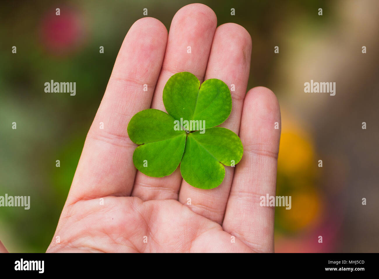 Hand holding a four leaf clover hi-res stock photography and images - Alamy