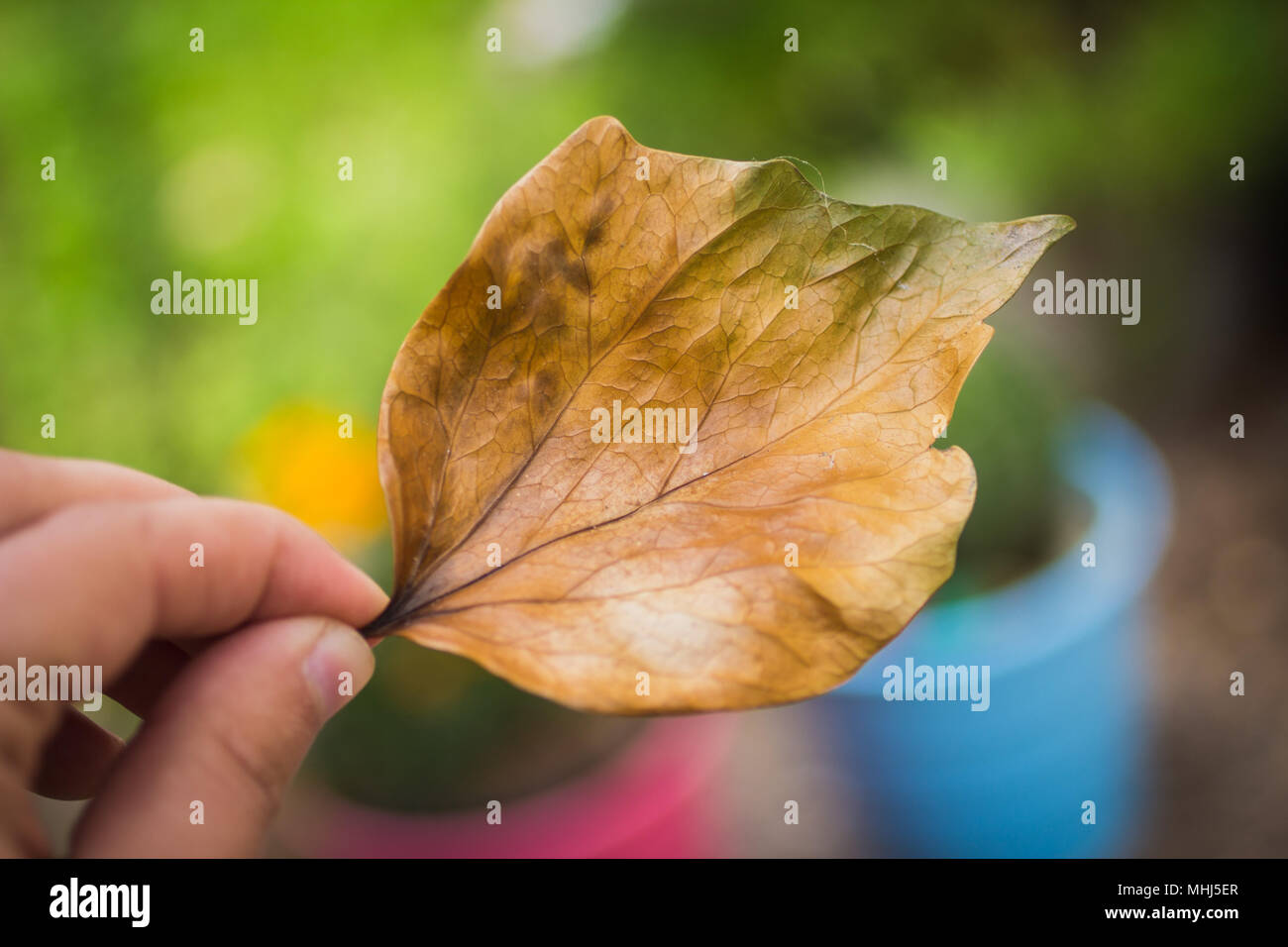 Hand carrying a dry tree leaf Stock Photo - Alamy