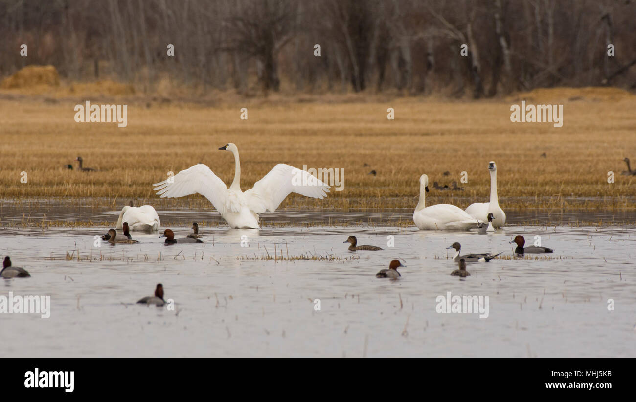 Trumpeter Swan (Cygnus buccinator) spreading its wings on a lake with ...