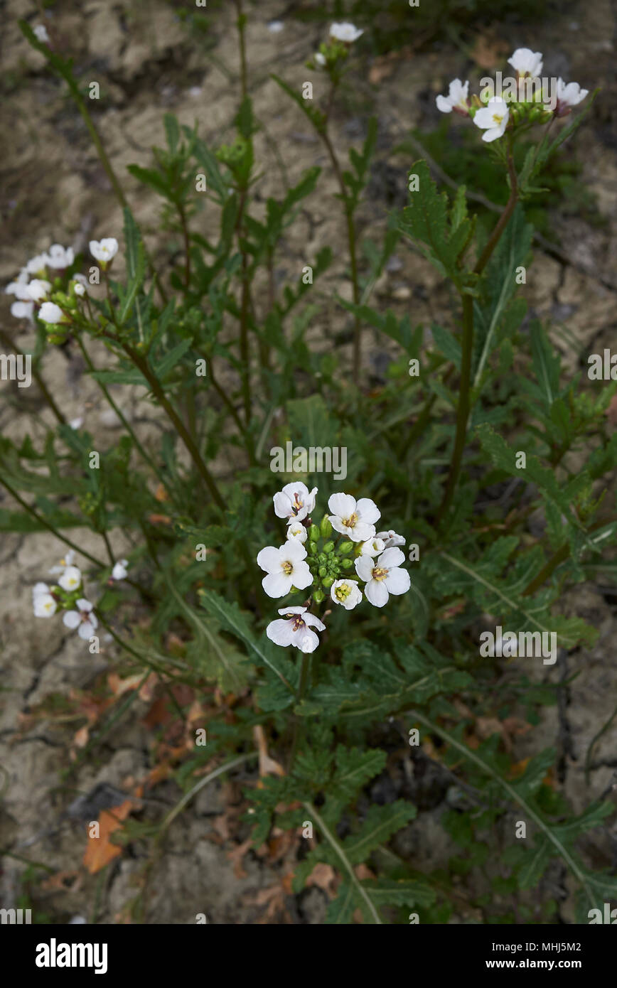 Diplotaxis High Resolution Stock Photography and Images - Alamy