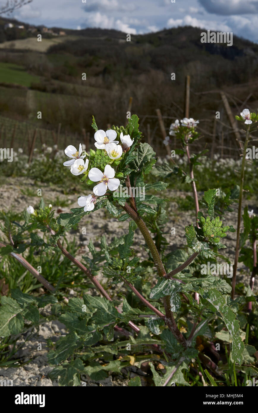 White wallrocket diplotaxis erucoides hi-res stock photography and ...