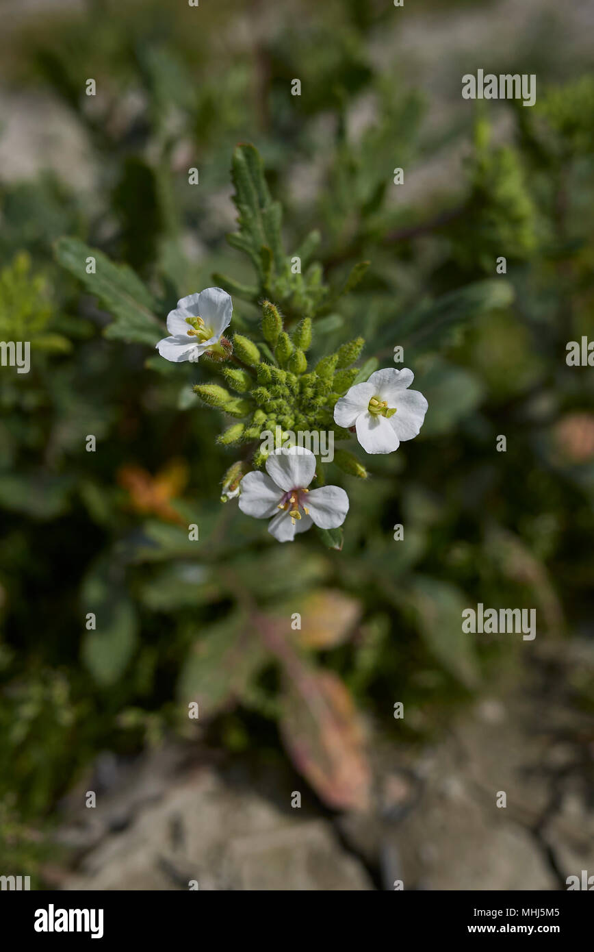 White wallrocket diplotaxis erucoides hi-res stock photography and ...