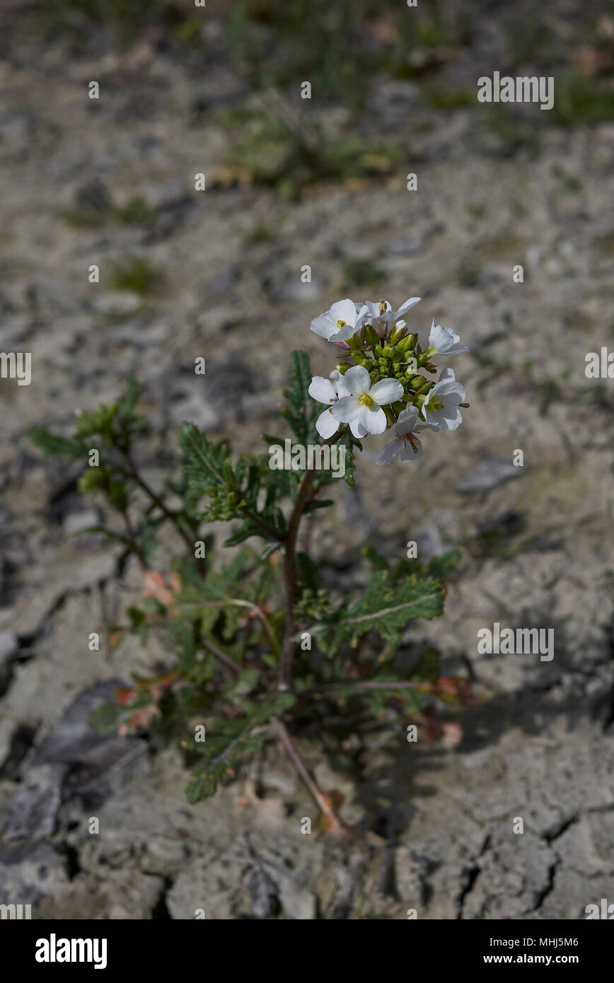 White wallrocket diplotaxis erucoides hi-res stock photography and ...