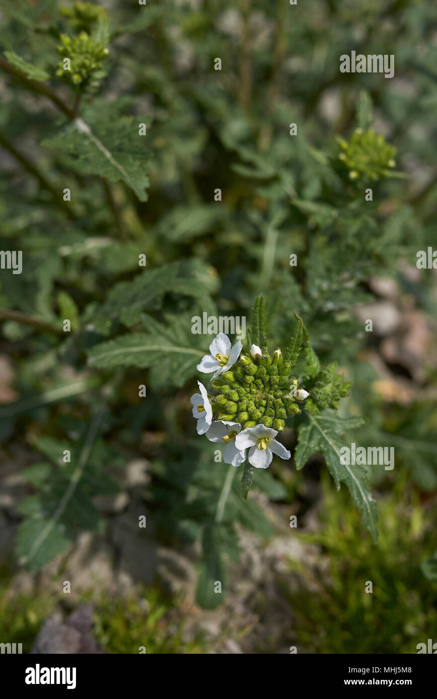 White wallrocket diplotaxis erucoides hi-res stock photography and images - Alamy