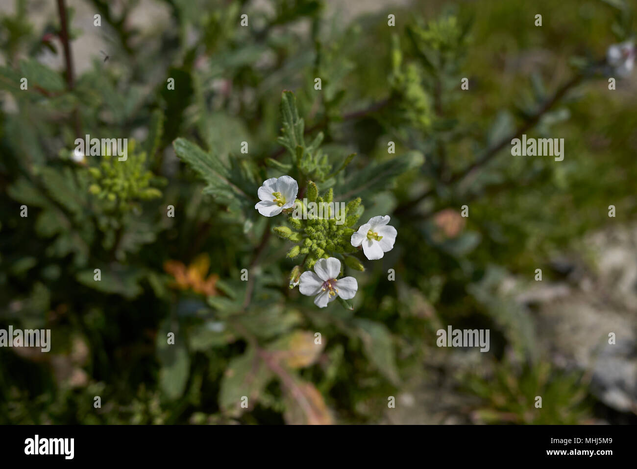 White wallrocket diplotaxis erucoides hi-res stock photography and ...