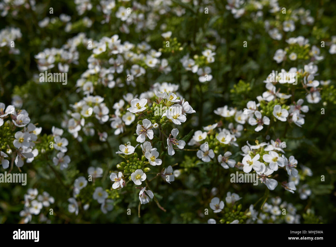 White wallrocket diplotaxis erucoides hi-res stock photography and ...